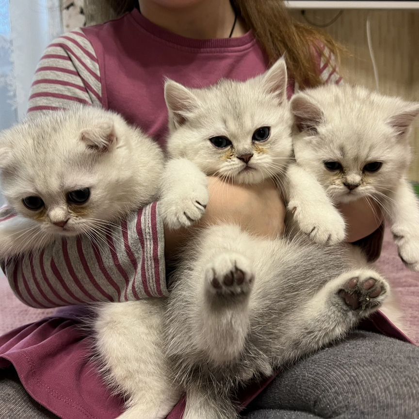 Британская шиншилла коты