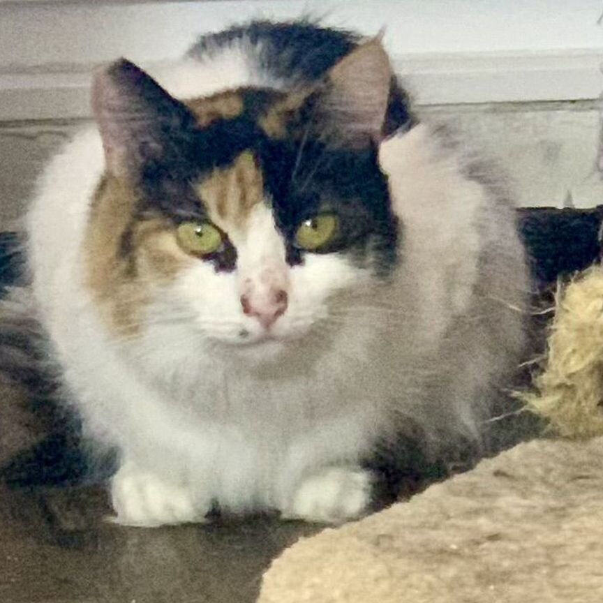 Взрослая, кошка в добрые руки