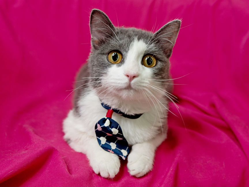 Милейший котик 9 мес ищет маму