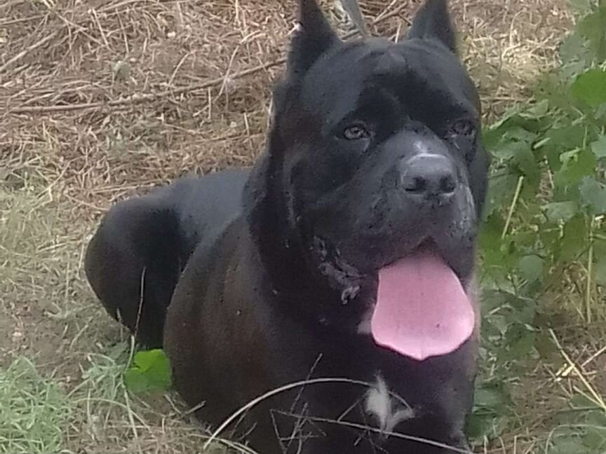 Кобель вязка кане Корсо