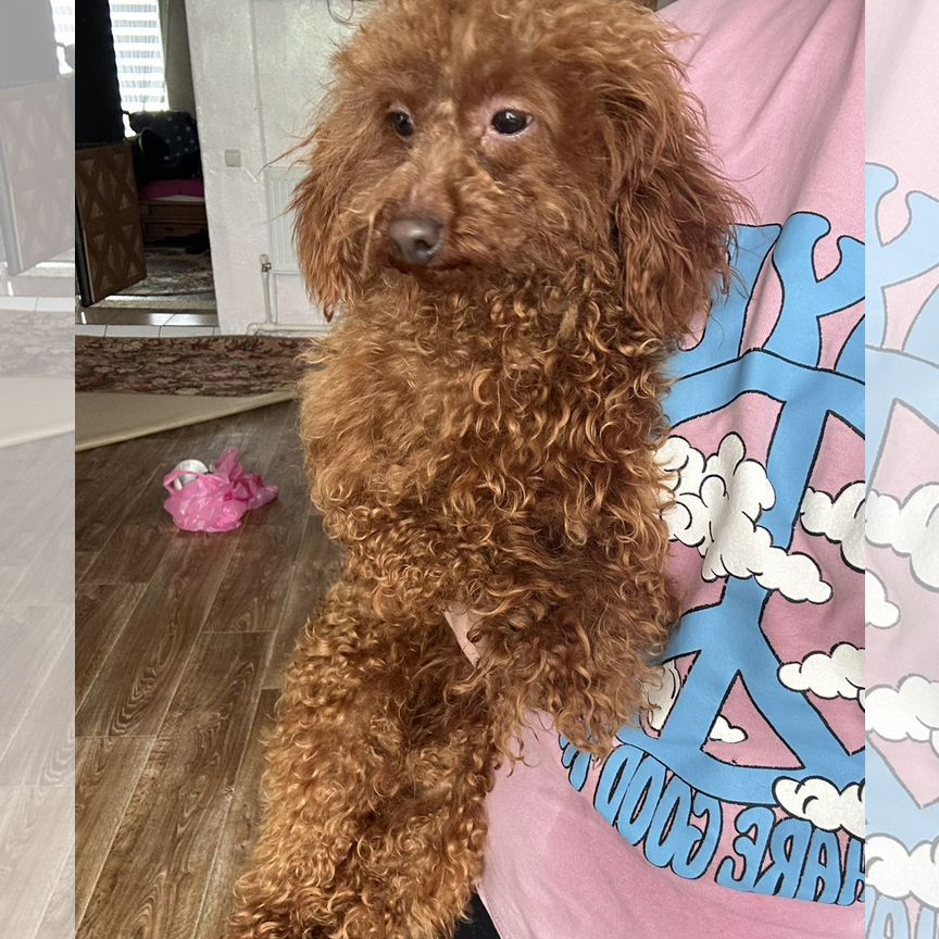 Той-пудель, взрослый пёс