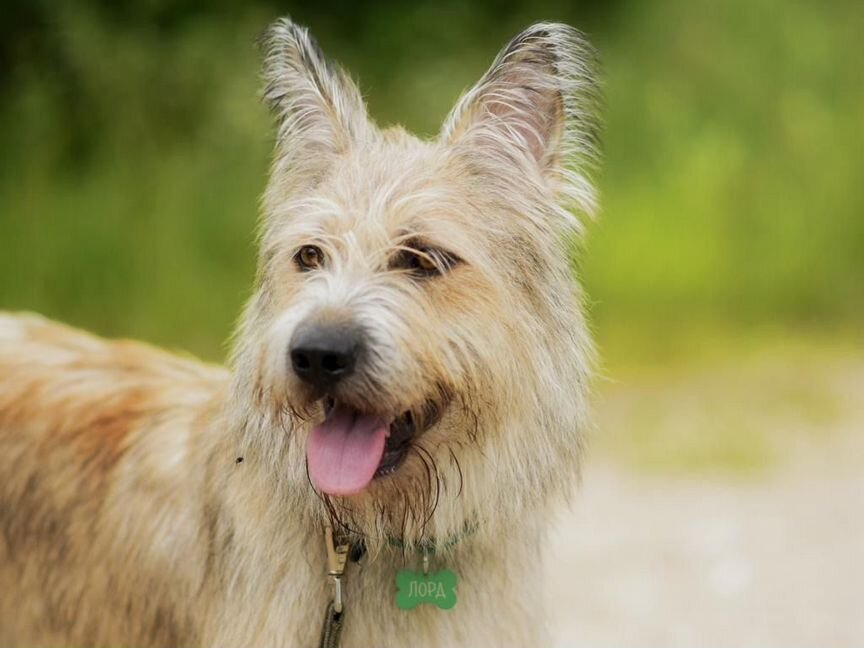 Пикардийская овчарка в добрые руки