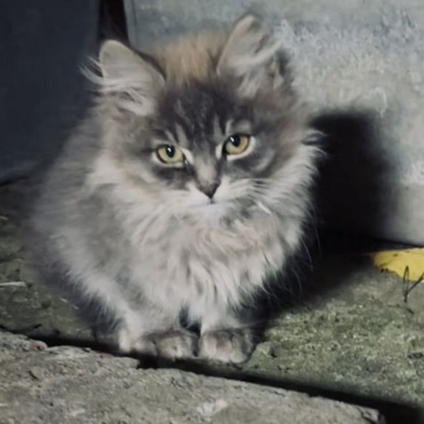 Котенок ищет Человека