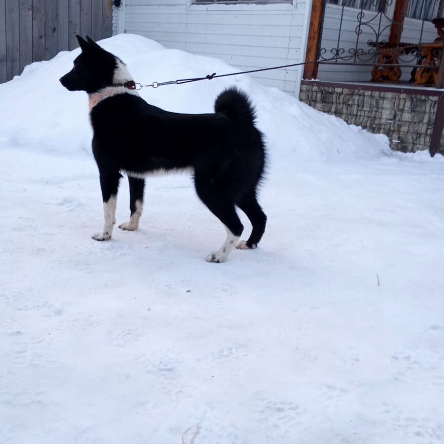 Мододой кобель восточно-сибирской лайки