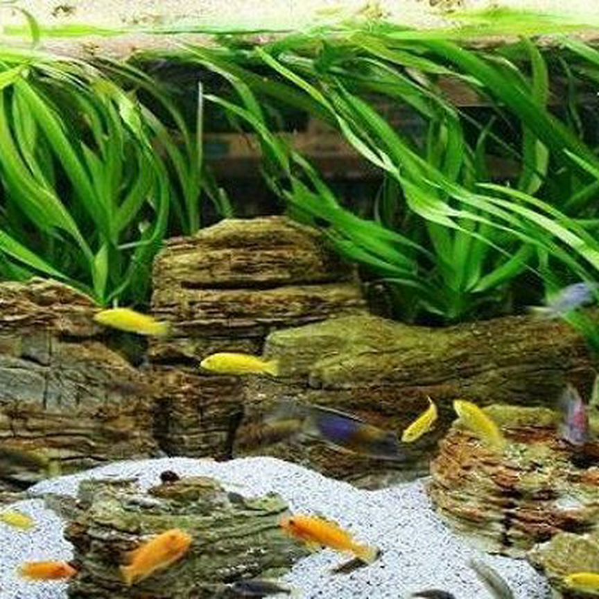 Растение кринум в дар