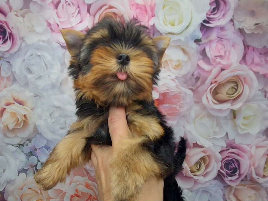 Очень крохотный йоркширская девочка