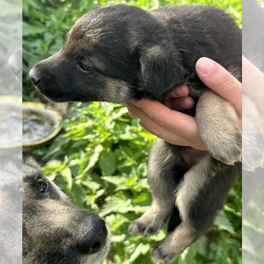 Щенок в добрые руки