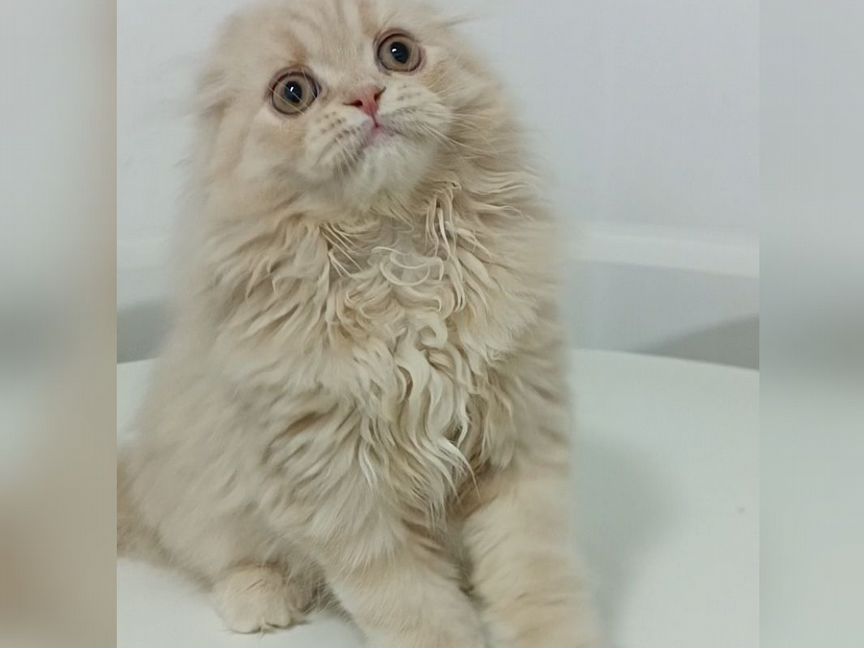 Кремовый хайленд