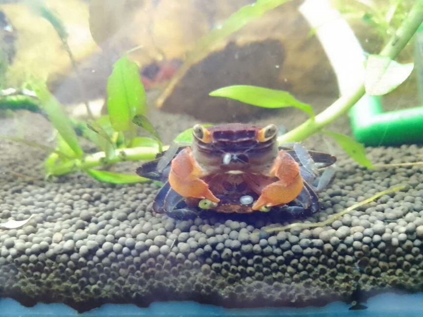 Аквариумный краб Geosesarma hagen