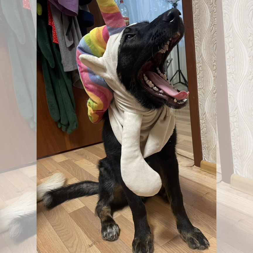 Поиграй со мной
