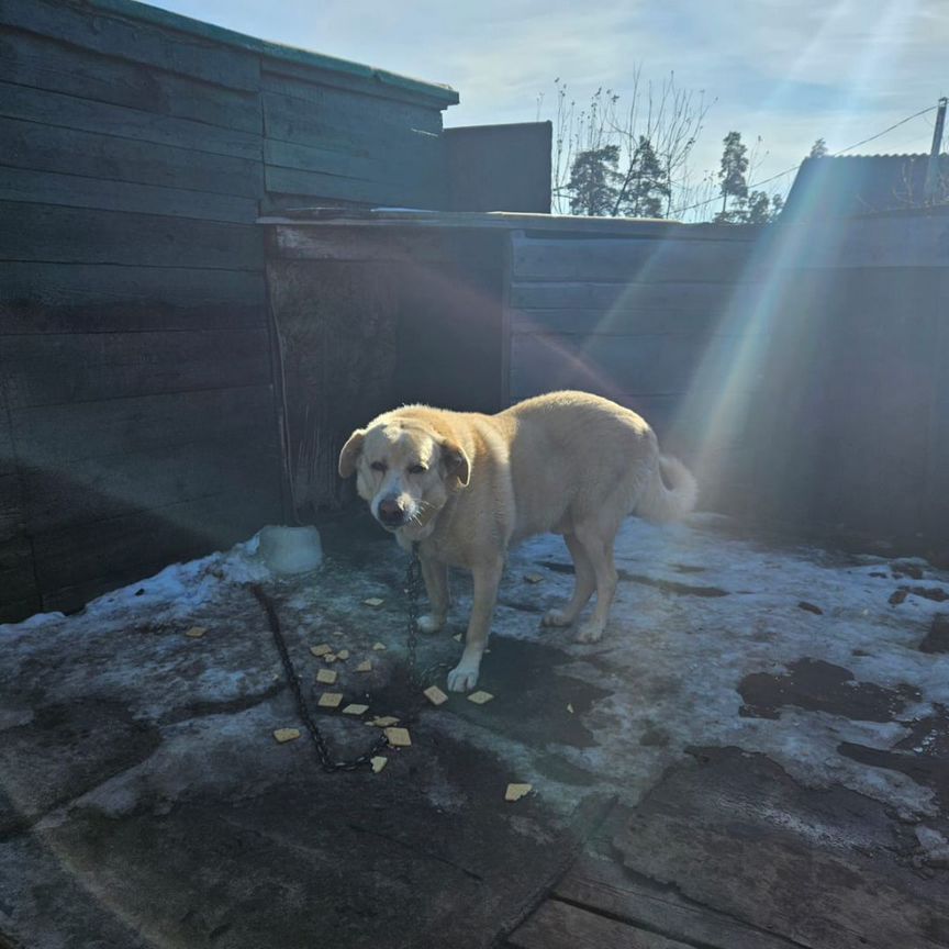 Помесь Алабая кобель