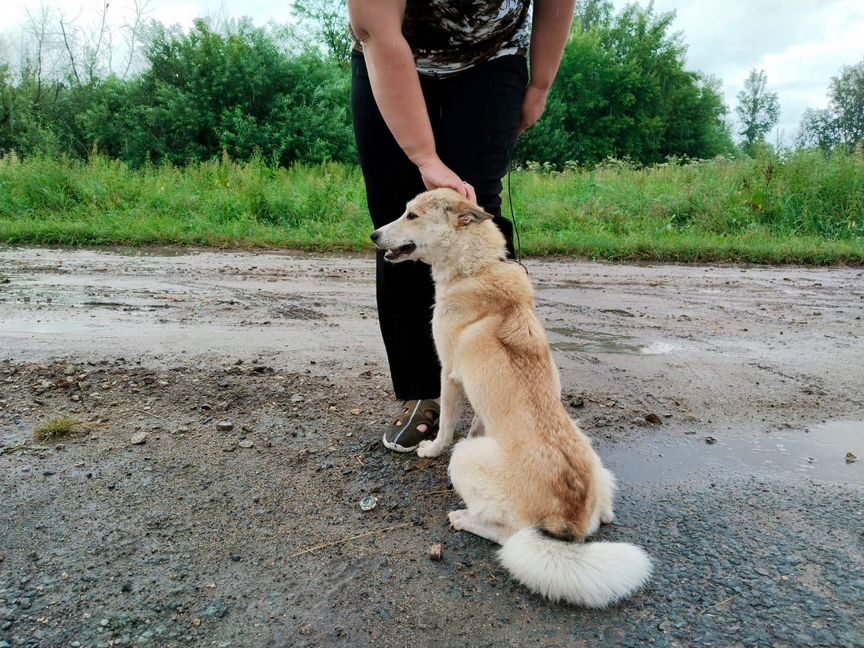 Собака Алиса