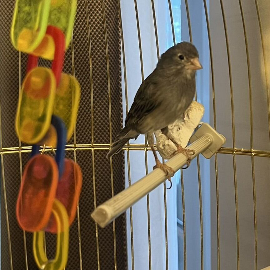 Кенар поющий на брони