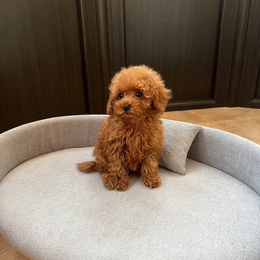 Той-пудель мини мальчик