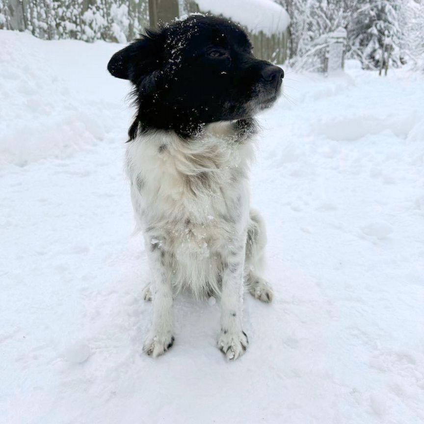 Бездомный пес ищет дом