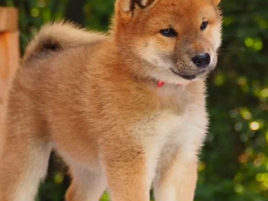 Щенки сиба ину