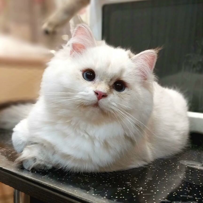 Шотландский прямоухий длинношёрстный кот, вязка