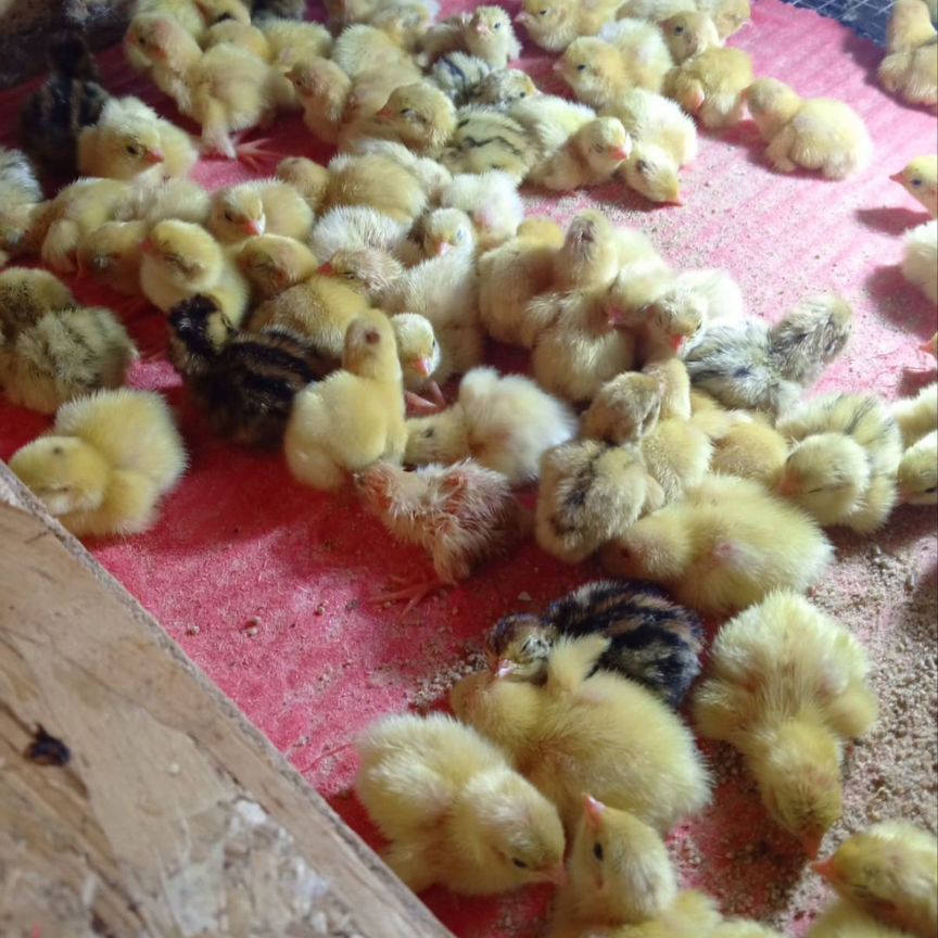 Перепелочки нежное, вкусное мясцо