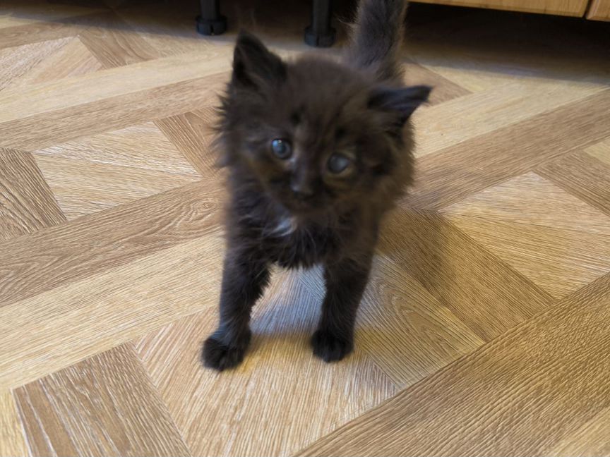 Кошечка 1,5 мес