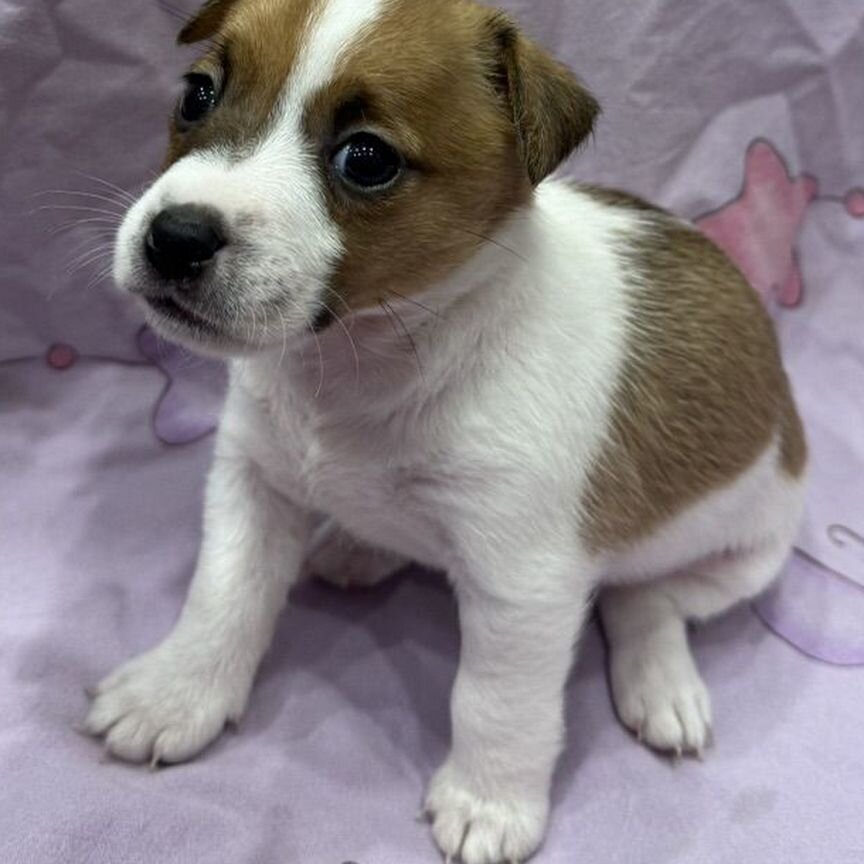 Джек-рассел-терьер, щенок