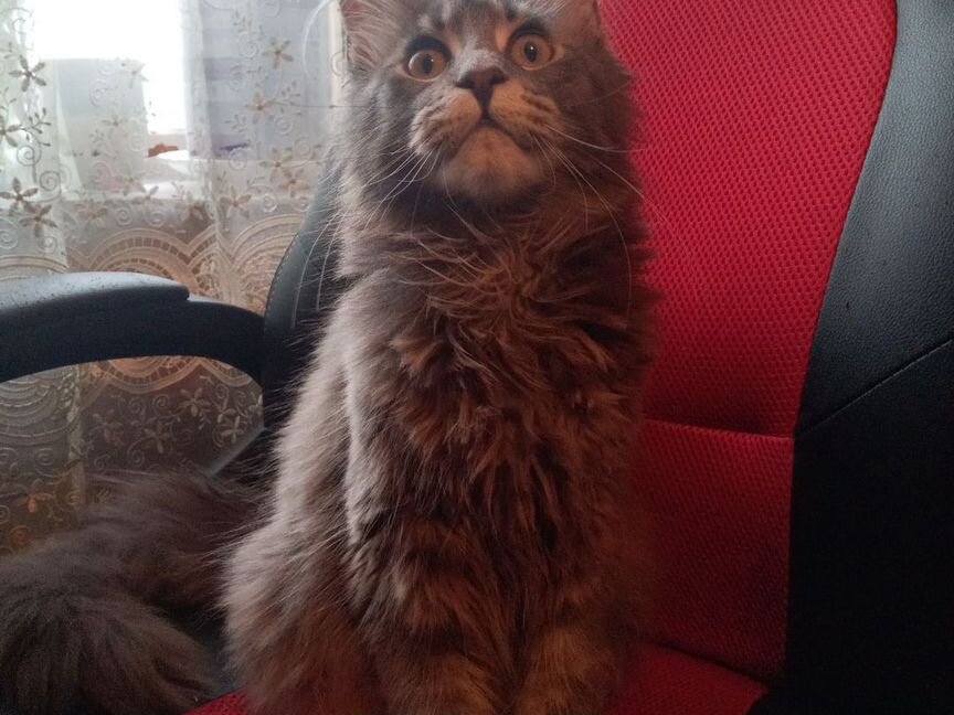 Котята мейн-кун полидакт