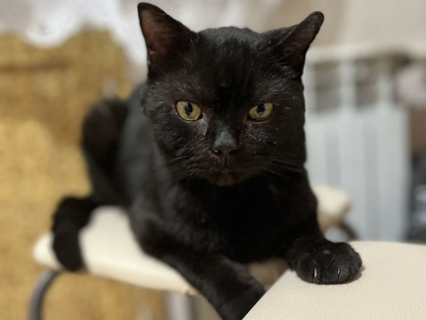 Коты в добрые руки