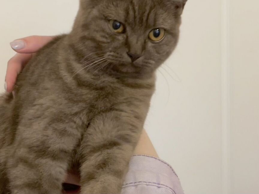 Шотландская прямоухая кошка
