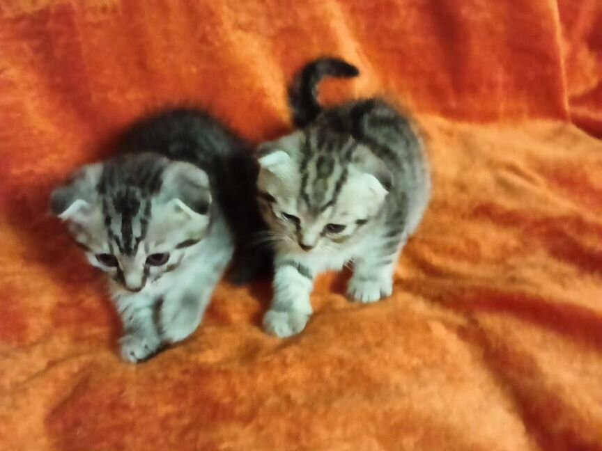 Чудесные детки