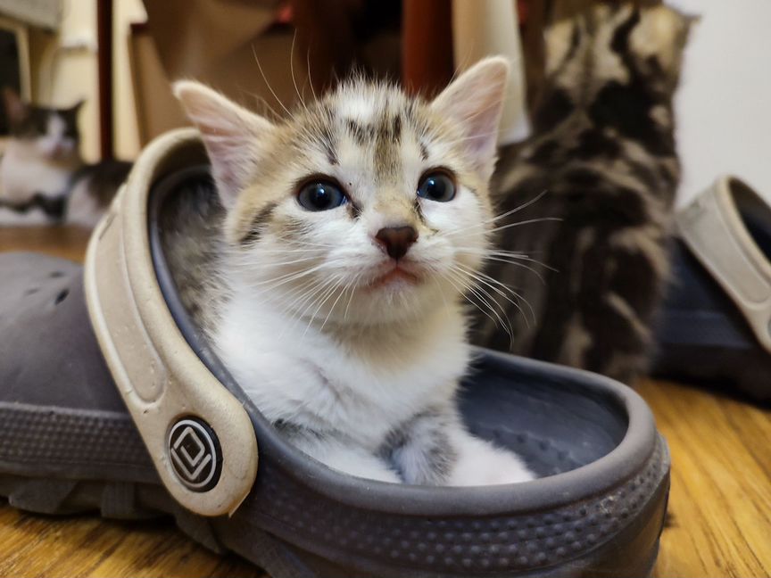 Лисёнок ищет дом