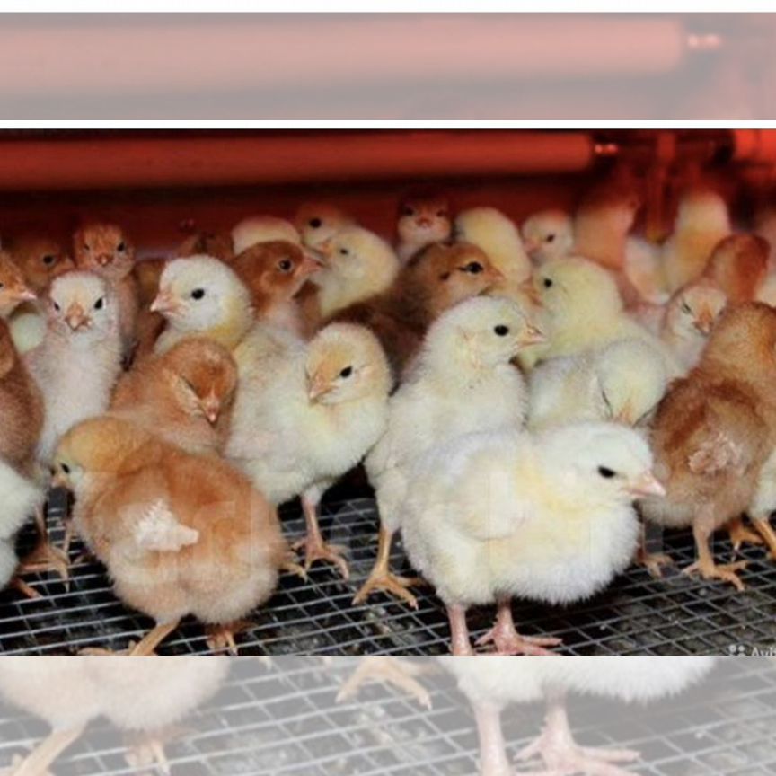 Цыплята, индюшата