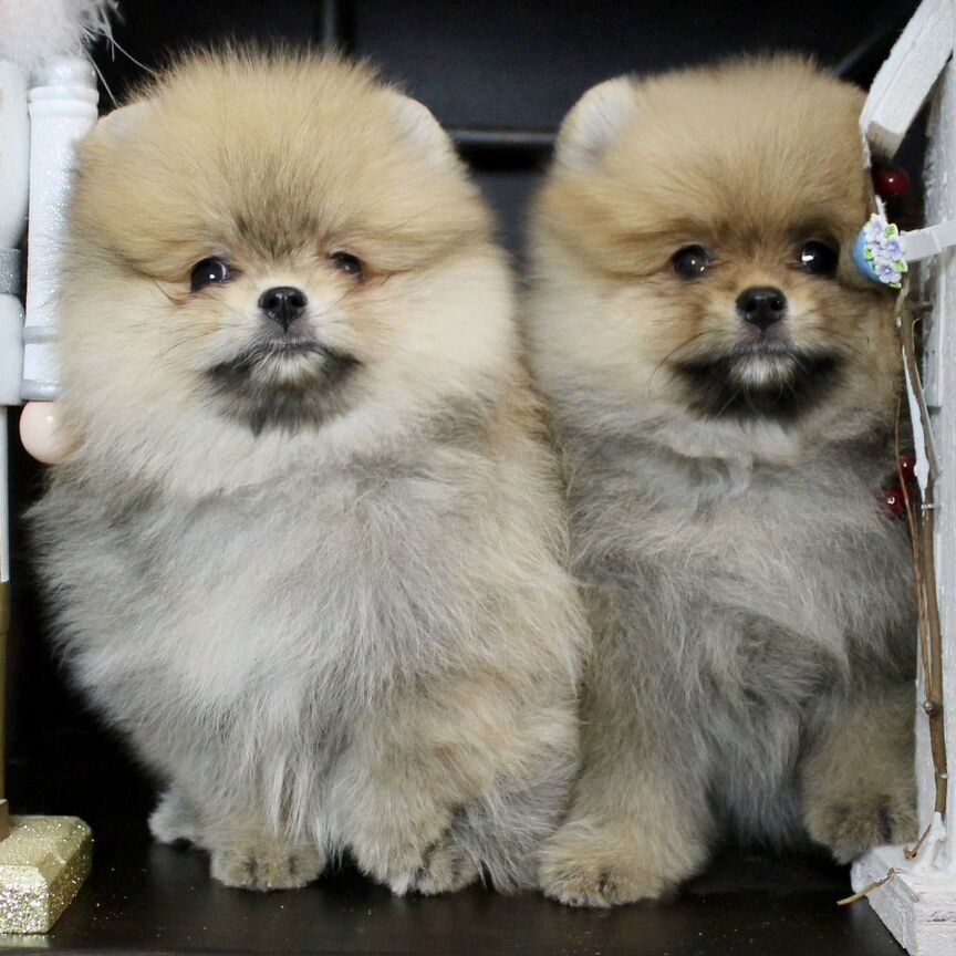 Померанский шпиц