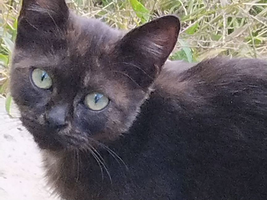 Нашли кошку 4-5 месяцев отдадим в добрые руки