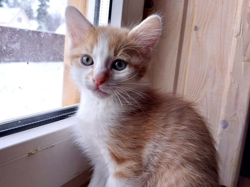 Котенок Лёня ищет дом