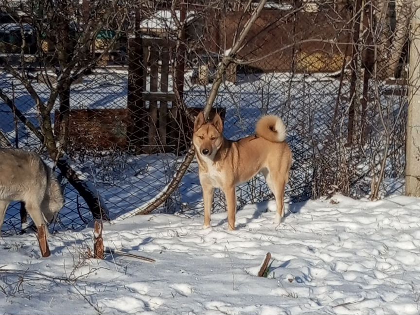 Западно сибирская лайка