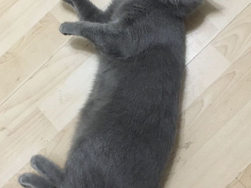 Британская кошечка в добрые руки