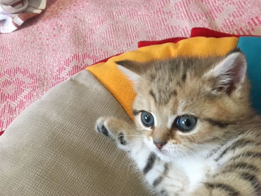 Шотландские котята