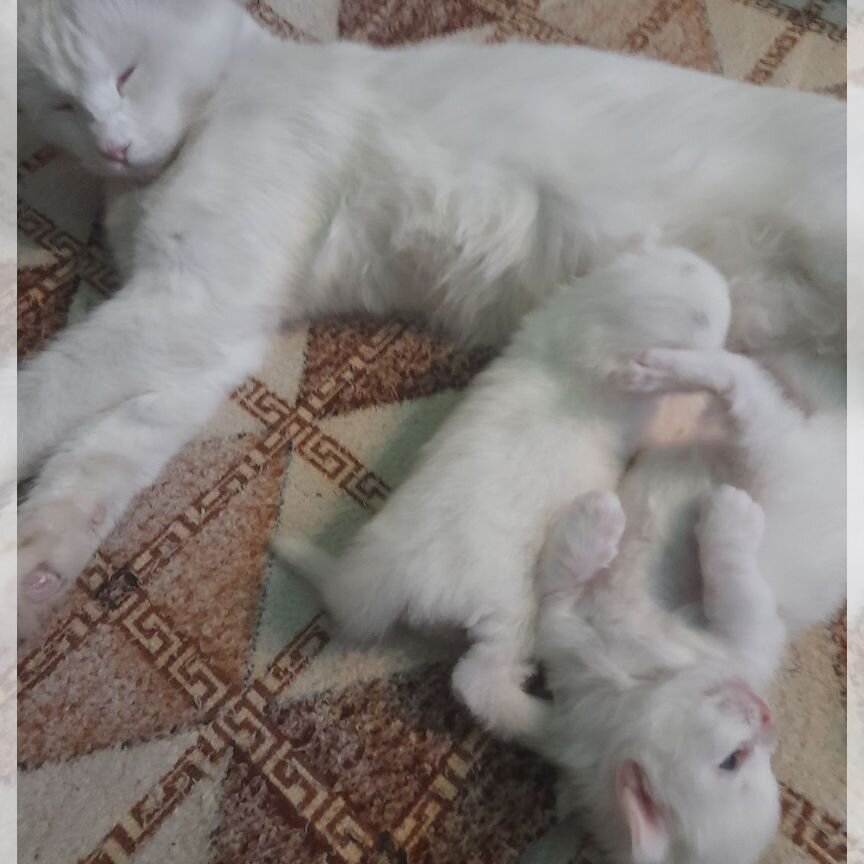 Ангорские котята разноглазые