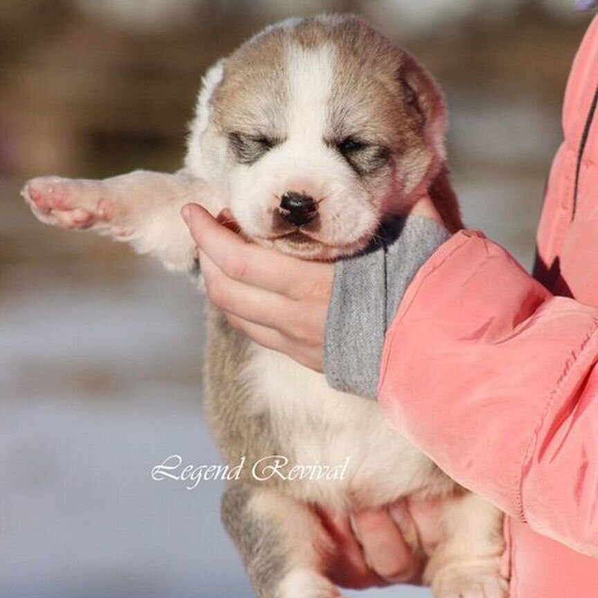 Девочка сао