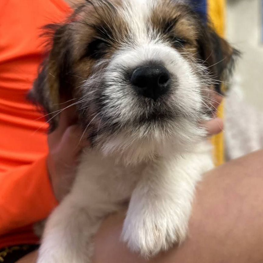 Джек-рассел-терьер, щенок