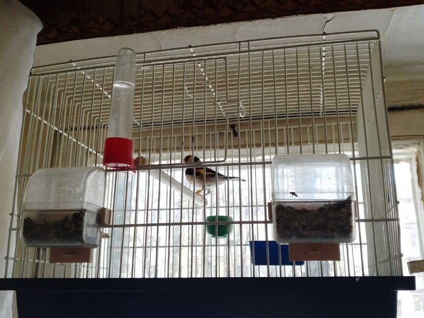 Птица щегол