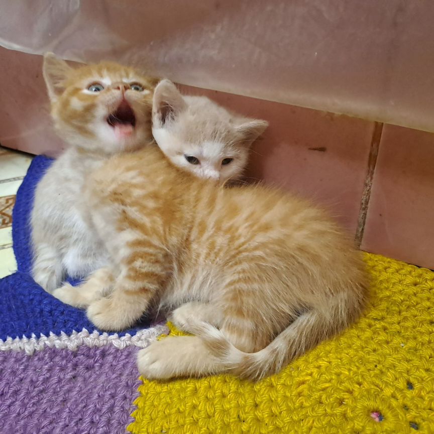 Котята в добрые руки