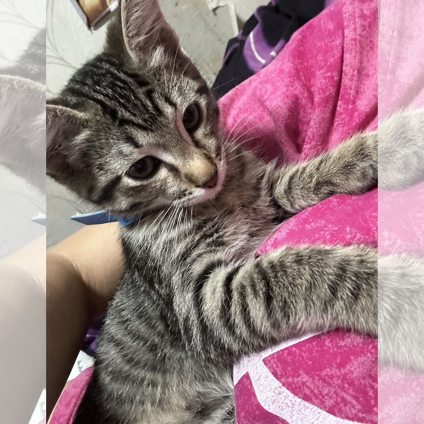 Котёнок в добрые руки