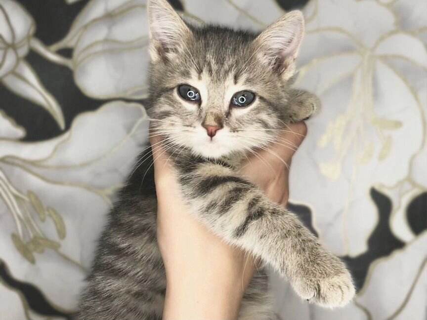 Котенок - мальчик