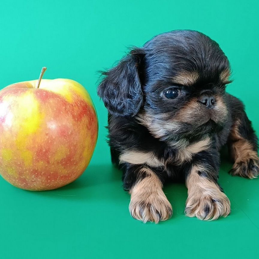 Кавалер кинг-чарльз-спаниель, щенок