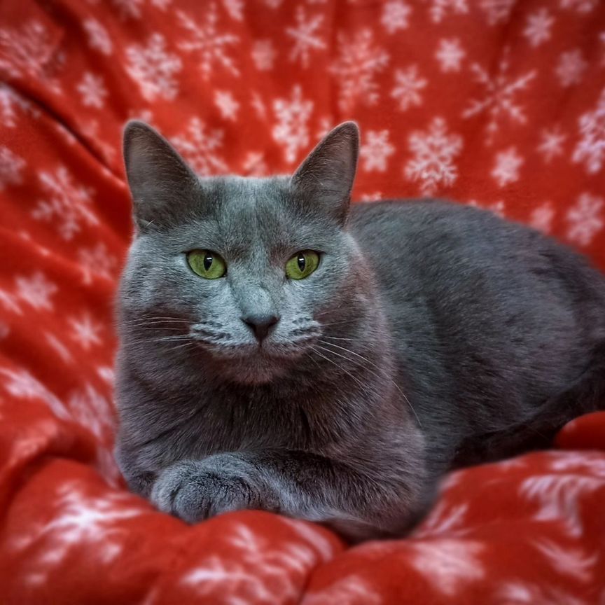 Серая кошка