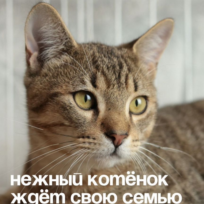 Котёнок в добрые руки
