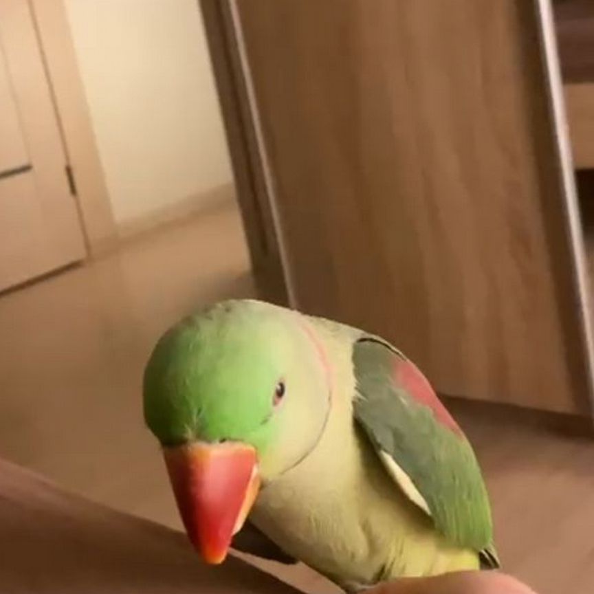 Ручной говорящий попугай