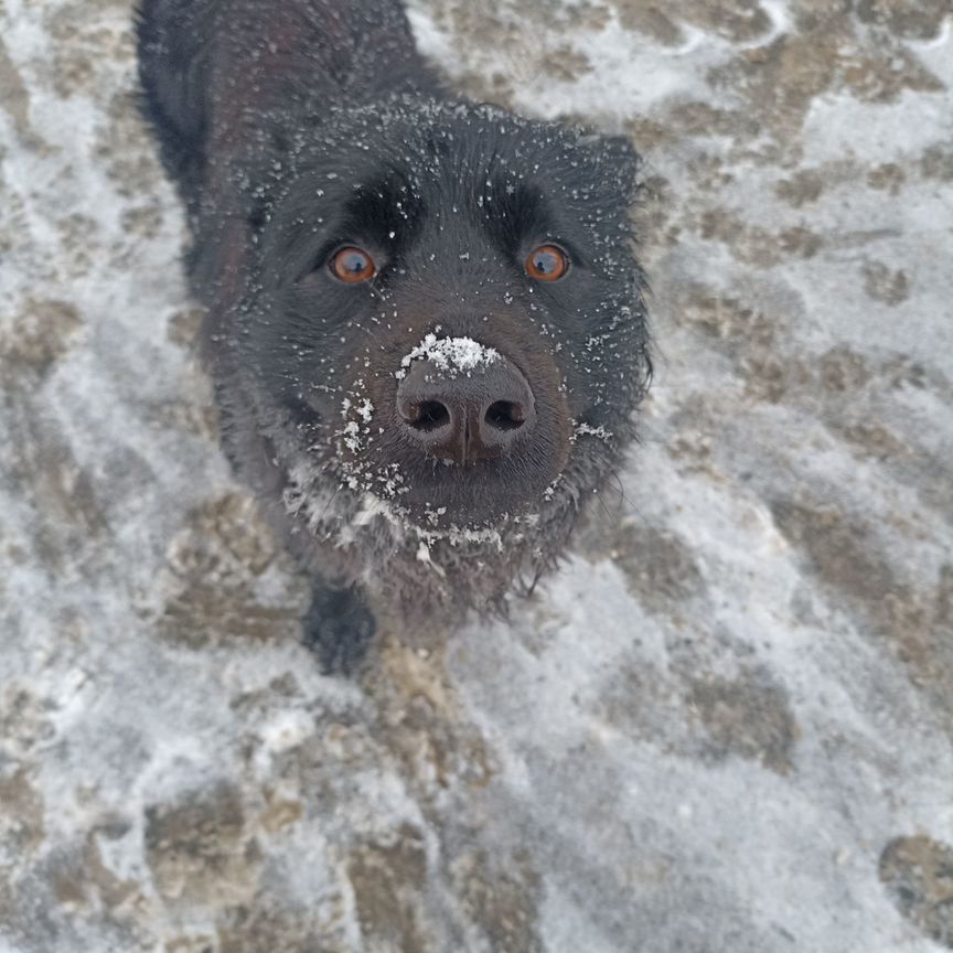 Замечена собака