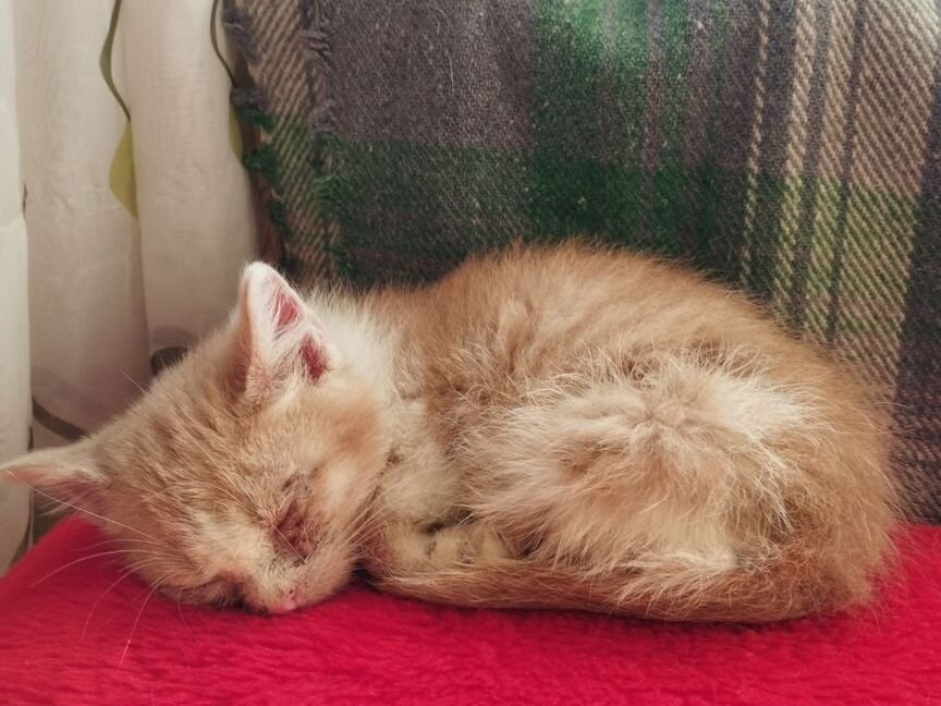 Котик, рыжий, в добрые руки