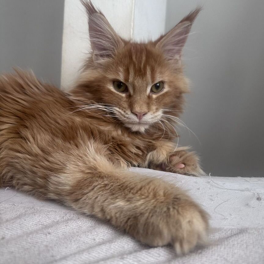 Мейн-кун котёнок